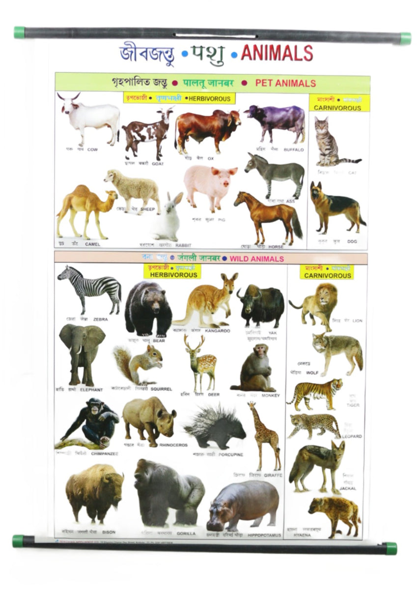 Animals Chart – Large Vibrant Color Wild & Pet Animals chart with Word ...